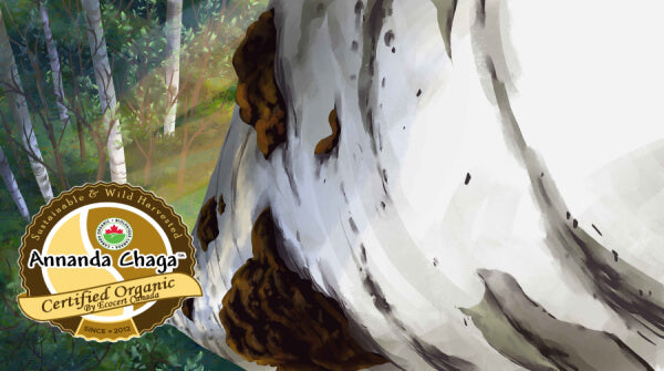 Guide to Chaga, What is Chaga Good For, Chaga Health Benefits