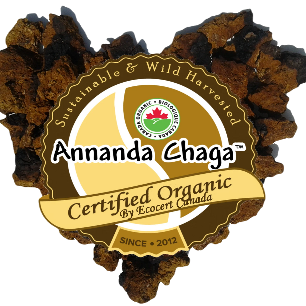 Chaga Buyer’s Guide: How to Choose Quality Chaga