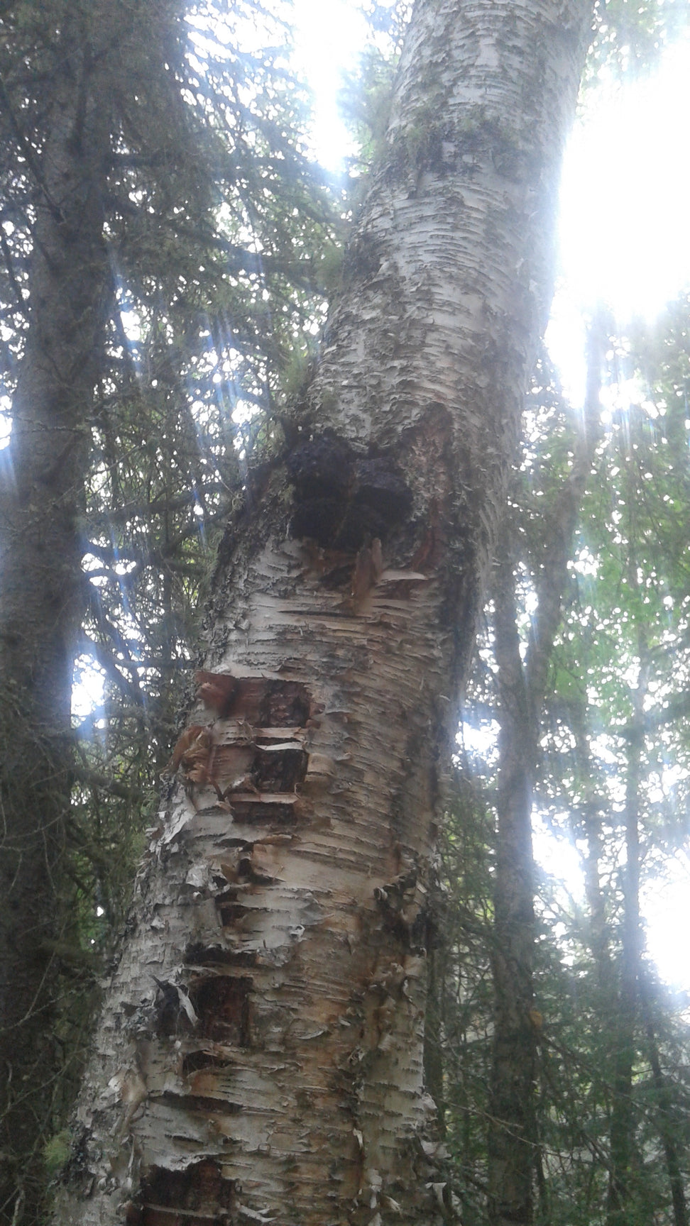How to Identify Chaga Mushroom. Beware of False or Fool's Chaga